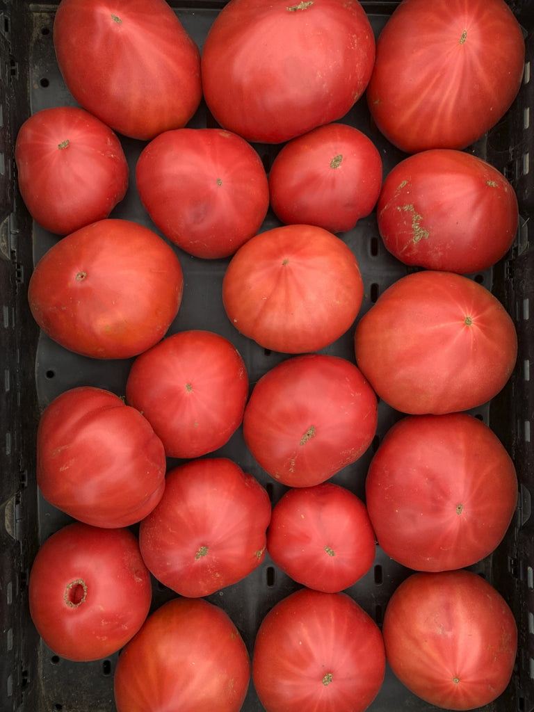 Tomato, 'Cuore Antico di Acqui Terme' | Uprising Seeds