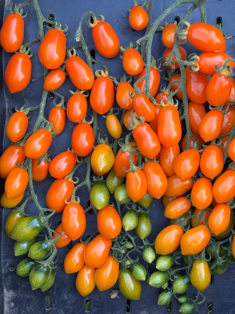Tomato, 'Orange Datterini' | Uprising Seeds